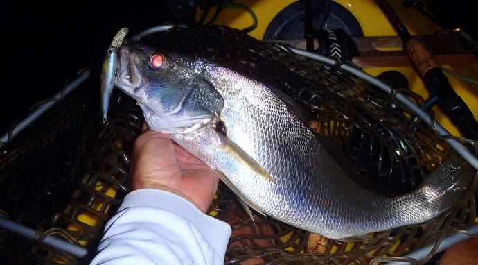 Noosa Yakkers Trip Reports: Four fish, four species. Noosa River 16Nov12