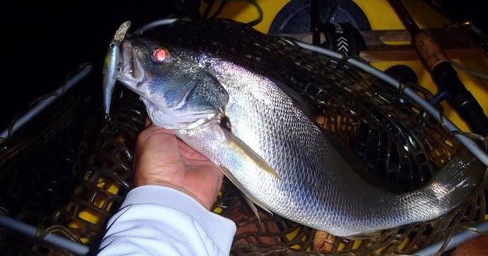 Noosa Yakkers Trip Reports: Four fish, four species. Noosa River 16Nov12