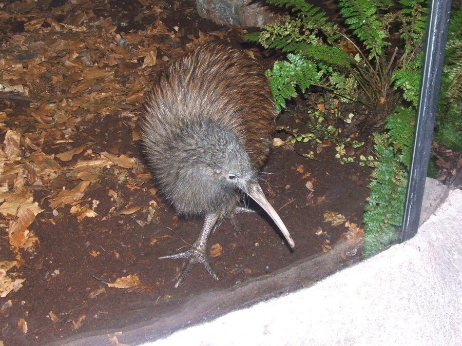 KIWI BIRD photos - wallpapers | the fun bank