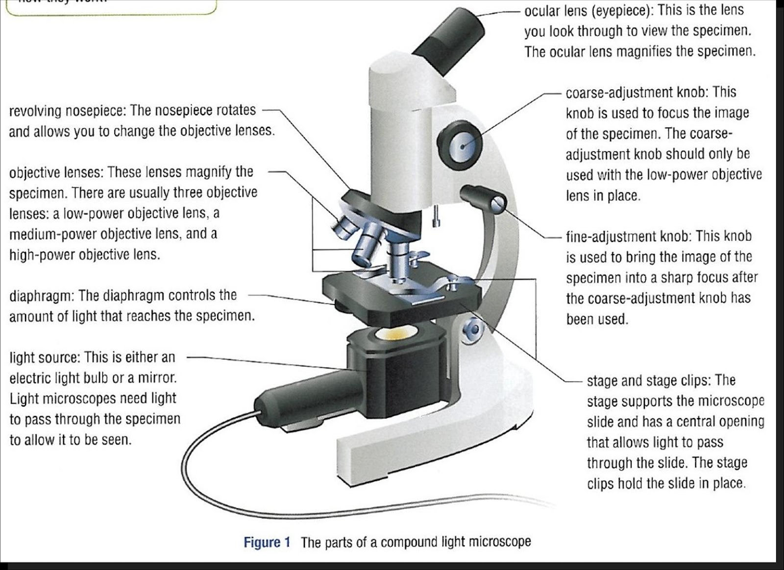 Basic Parts Of A Microscope