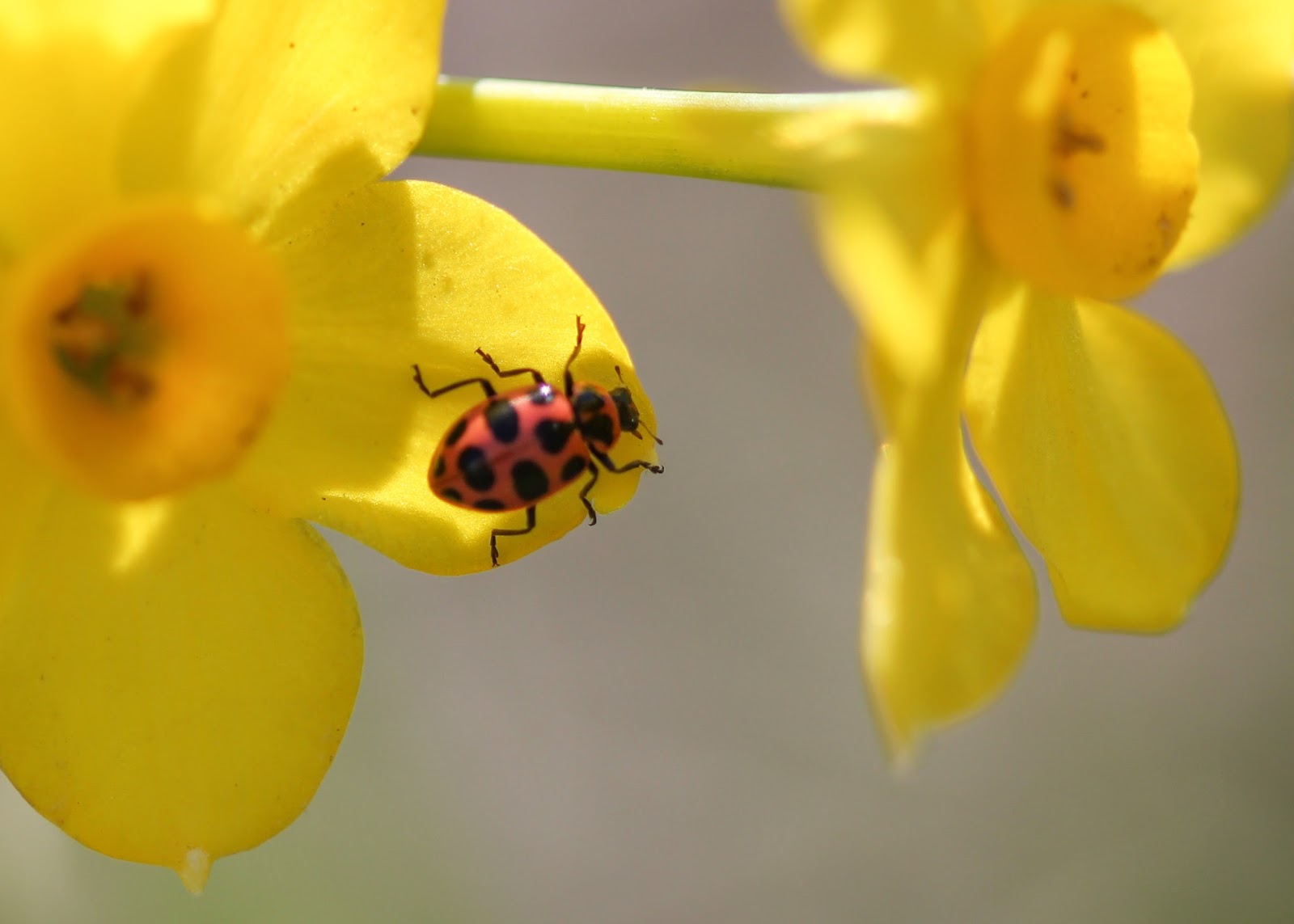 Red House Garden: The Pink Spotted Ladybug