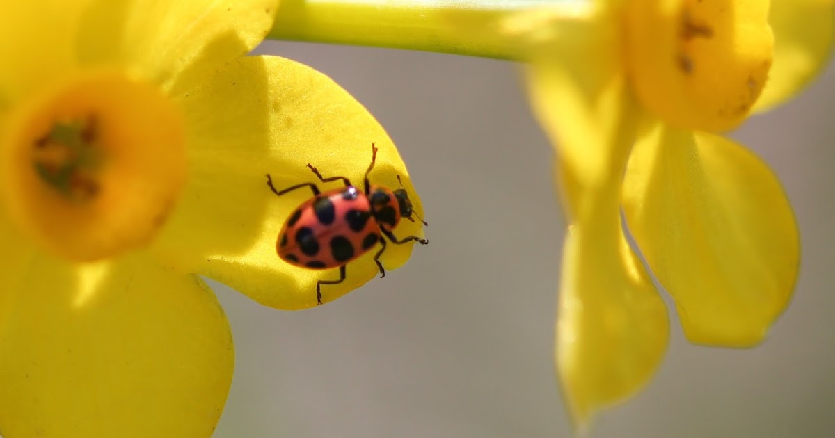 Red House Garden: The Pink Spotted Ladybug