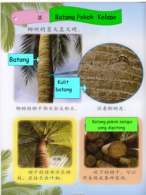 Teacher's Collection 教师的百宝袋: Batang Pokok Kelapa