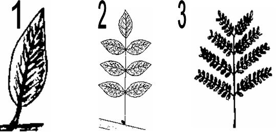 Mato & Cia: Morfologia externa de Folhas