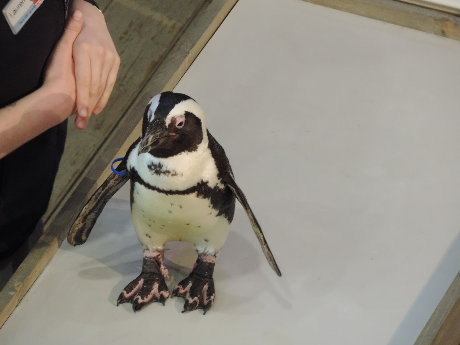 Mail4Rosey: The Florida Aquarium Makes for an Awesome Day Trip!