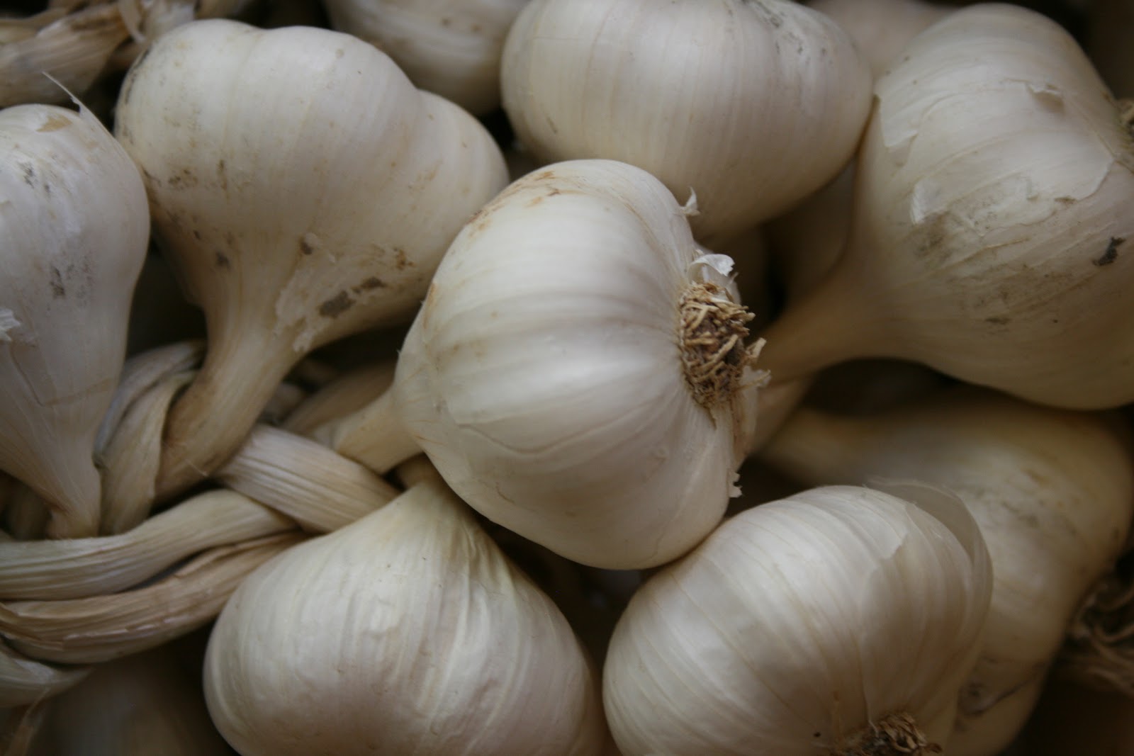 Konyhakert a fővárosban: A fokhagyma termesztése tavasszal