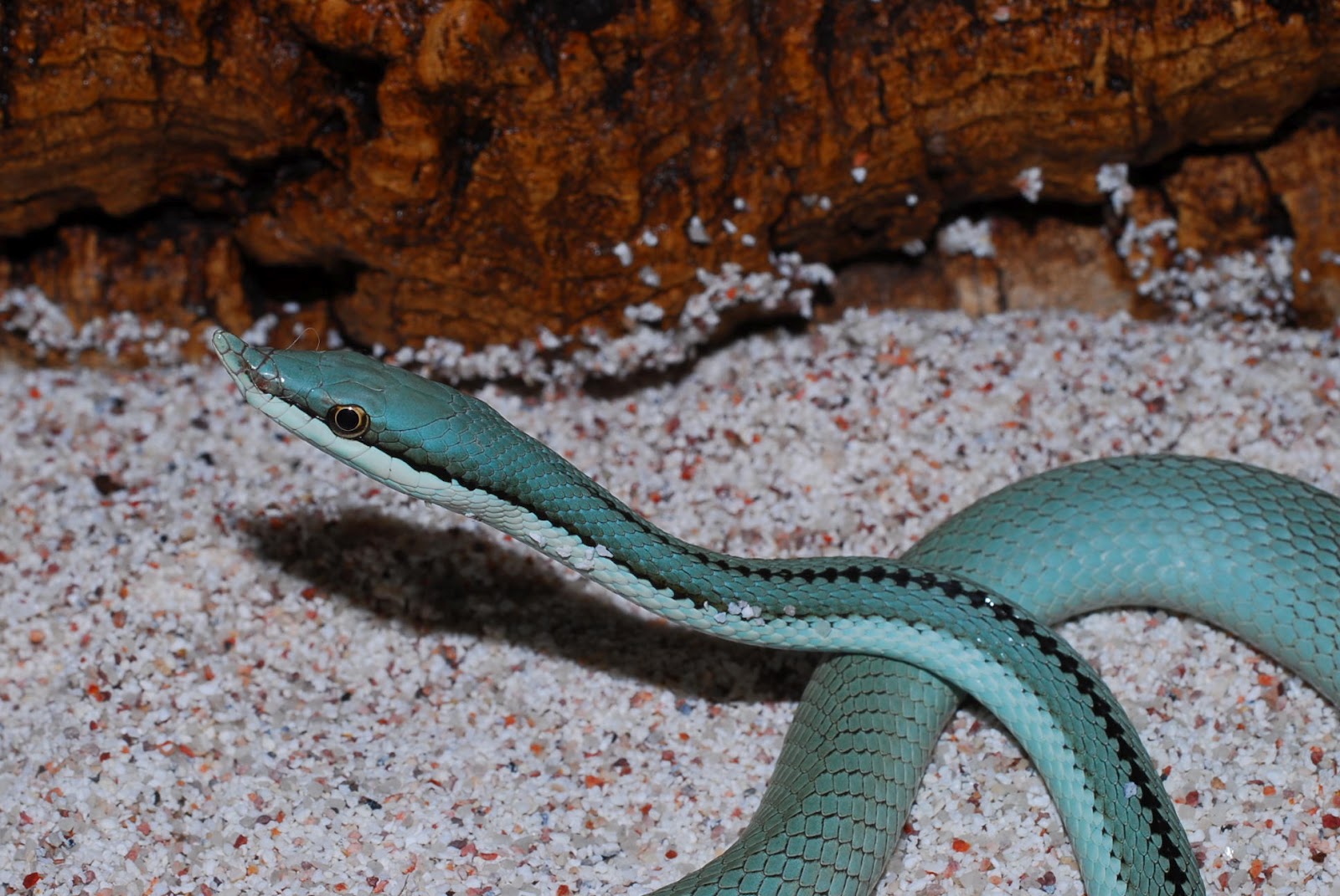 Looking for a rare snake : snakes