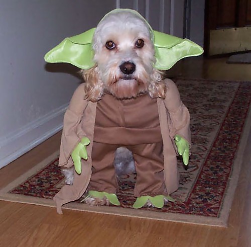 12 Creative and Unusual Dog Costumes. ~ Amazing Story's