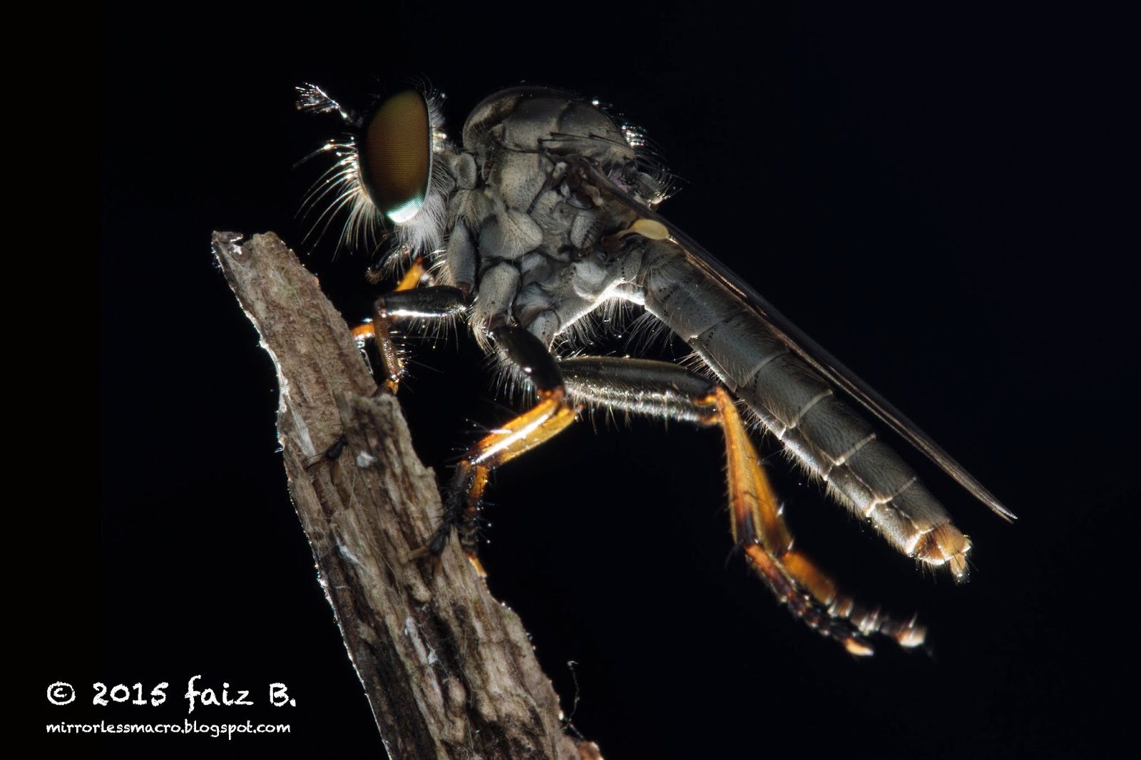 Mirrorless Macro Photography: Backlighting Macro - All you need to know.