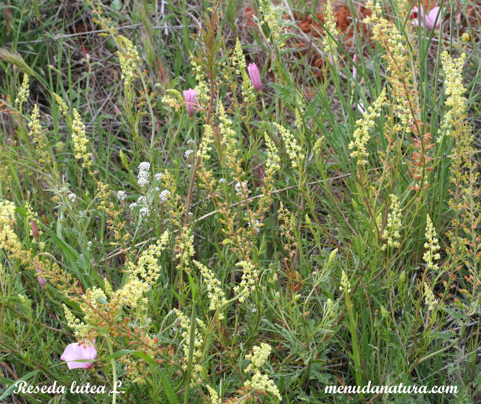 Menuda Natura: Reseda lutea L.