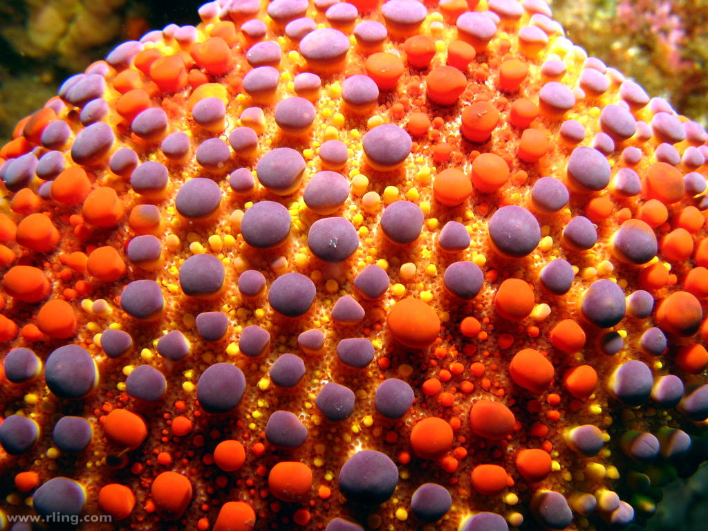 Real Monstrosities: Firebrick Starfish