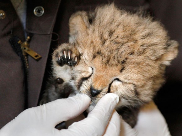 White Wolf : Hand-Raising Cheetah Cubs After Rare Birth (Video)