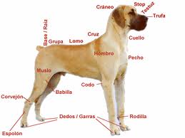 "Molosos y Terriers": El blog: BREVES NOCIONES DE ANATOMIA CANINA
