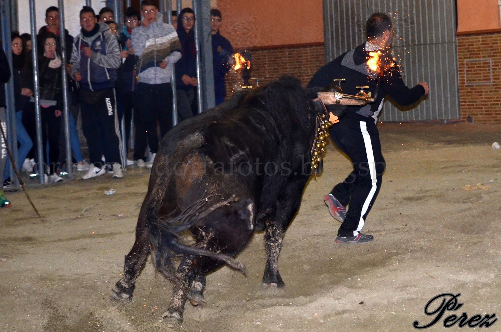 Toros en Andorra Fotos: Toro embolado de Alberto Granchel en Castellnovo.