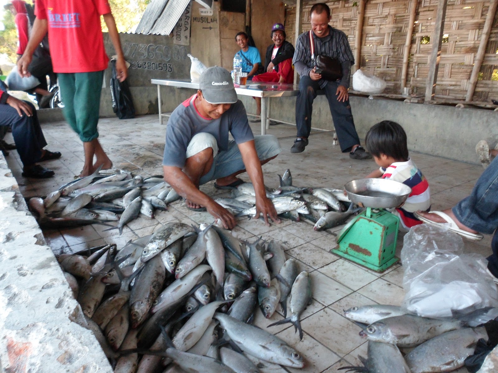 Mancing Bandeng | Port, Gambar, Teknik Memancing