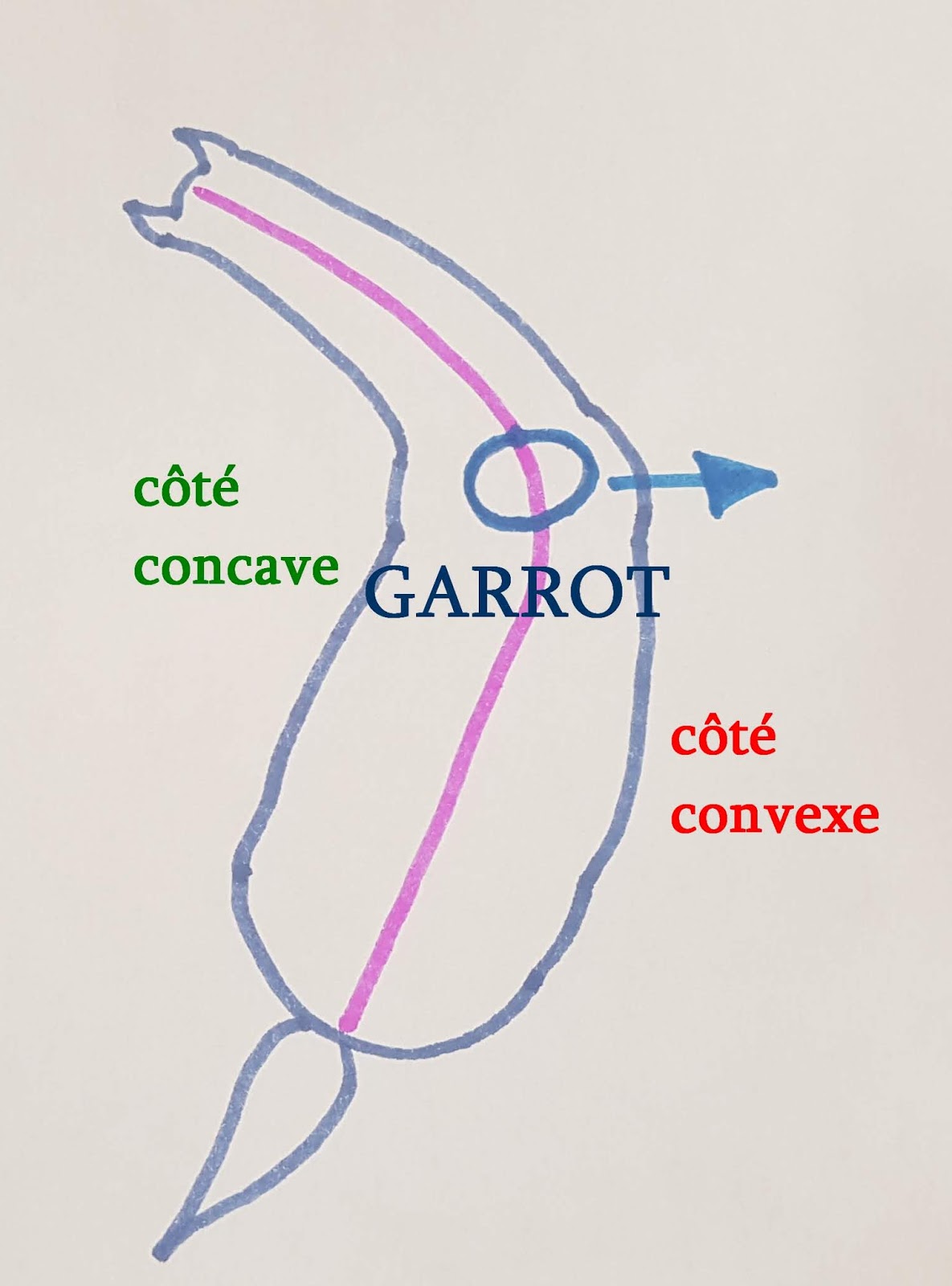 Ce qu'il faut savoir sur l'incurvation