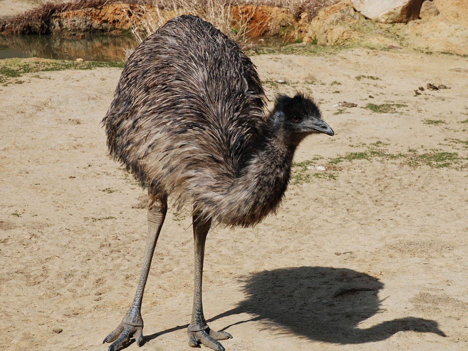 wallpapers: Emu Bird Wallpapers