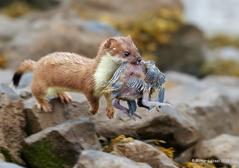 Wildlife Photographic Journals