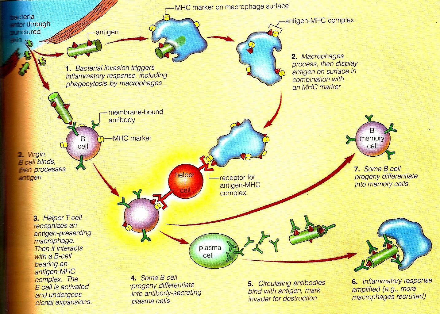 Manash (Subhaditya Edusoft): Blood and Immunity : Defence System ...