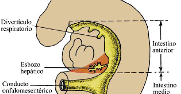 ¡Histoembriologia!: Sistema digestivo
