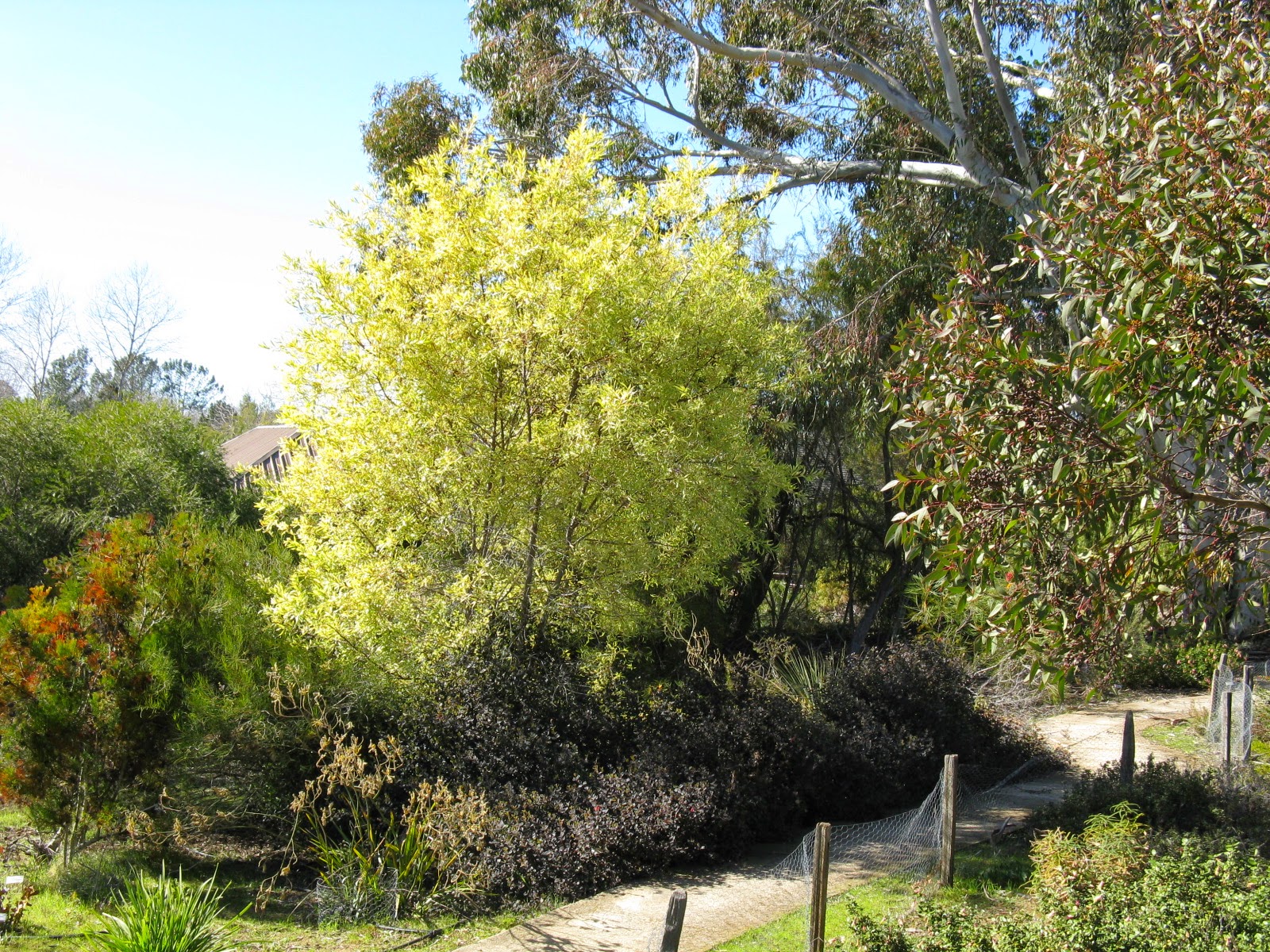 Trees of Santa Cruz County: Hakea salicifolia 'Gold Medal' - Golden ...