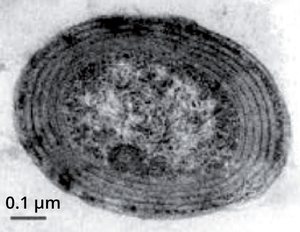 BacterioFiles - the Microbiology Podcast for Microbe Lovers