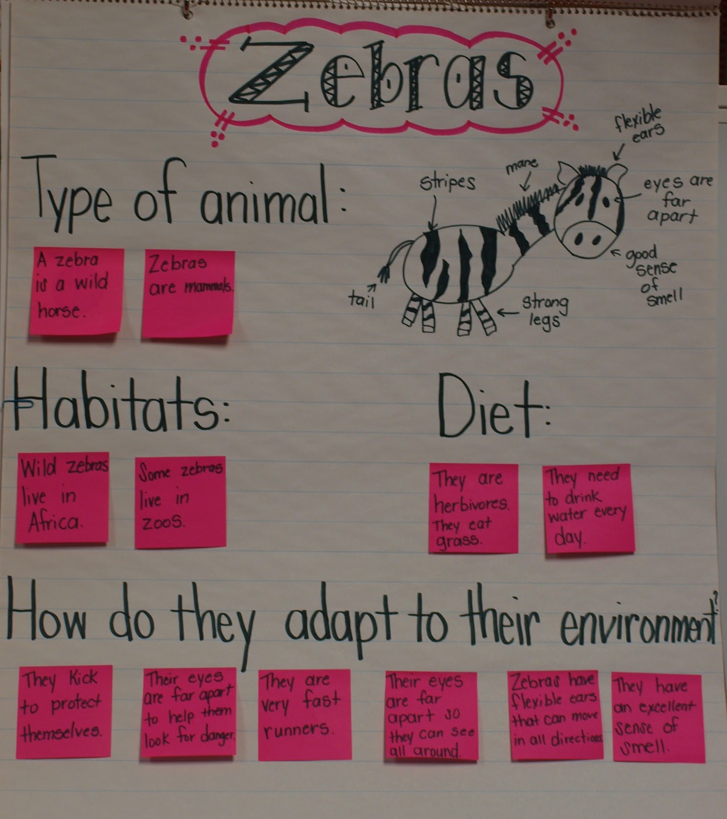 Zoo Unit Zebras - Mrs. Jump's Class