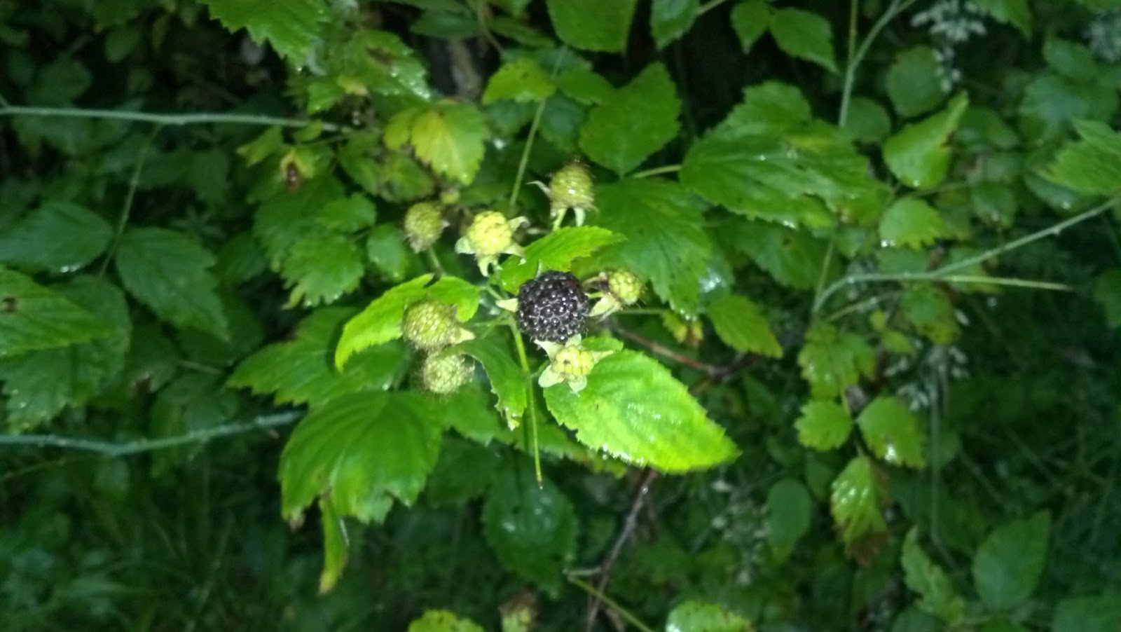 Northwest Foraging: Black Caps - Wild Raspberries