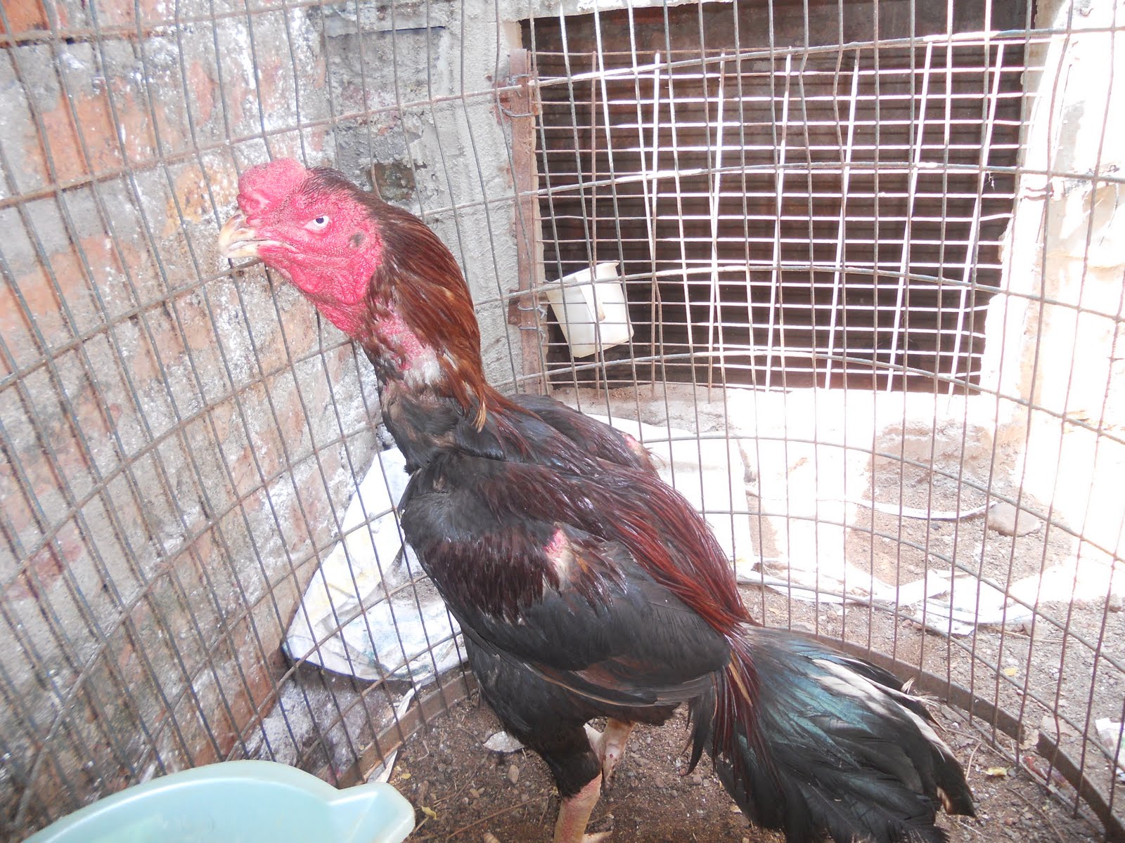 Fighting Rooster: Asil History