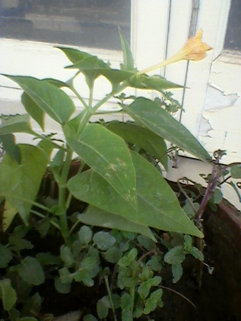 Gulbakshi flower - Twin flower - four o clock flower- Mirabis jalapa ...