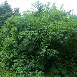 Warisan Petani: Pokok Ubi Gajah.