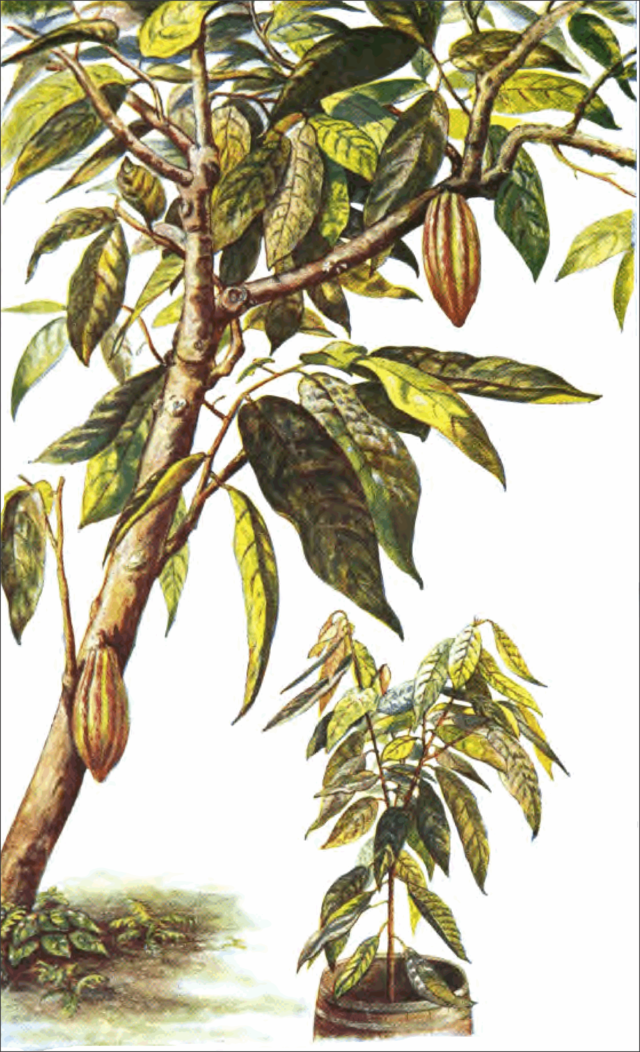 Idée Chocolat: Le cacaoyer