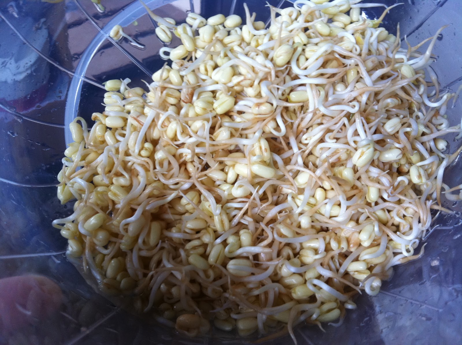 The Right to Be Alive: Home Sprout Mung Bean Sprouts