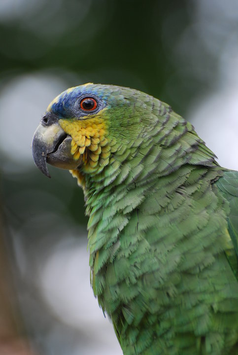 AVES DE VENEZUELA Y EL MUNDO pedro romero ramos: Loro Guaro (Amazona ...