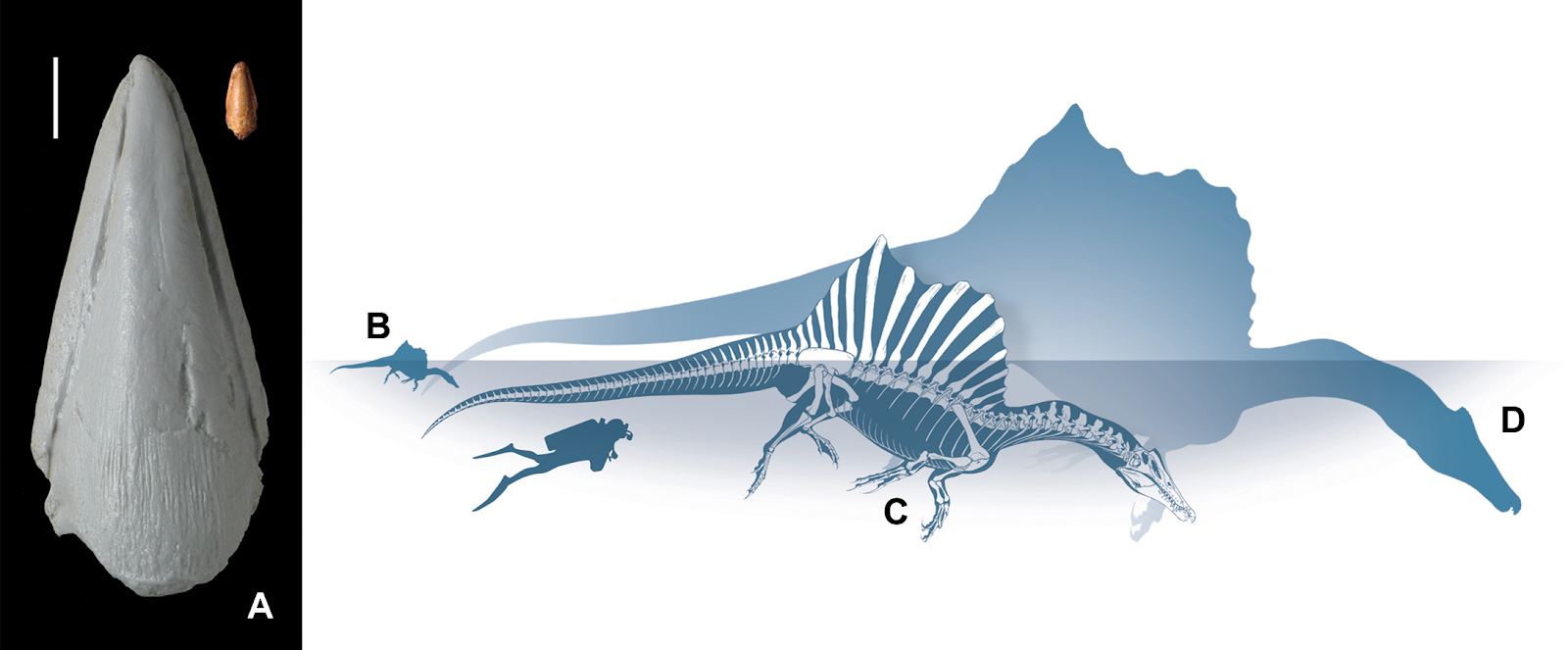 Species New to Science: [Paleontology • 2018] The Smallest Biggest ...