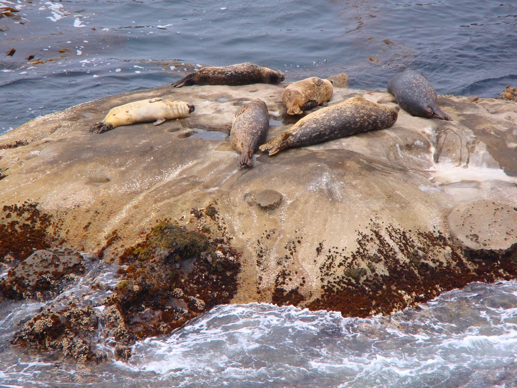 Geotripper: Where the Sierra Nevada Rises From the Sea: Sea Wolves and ...