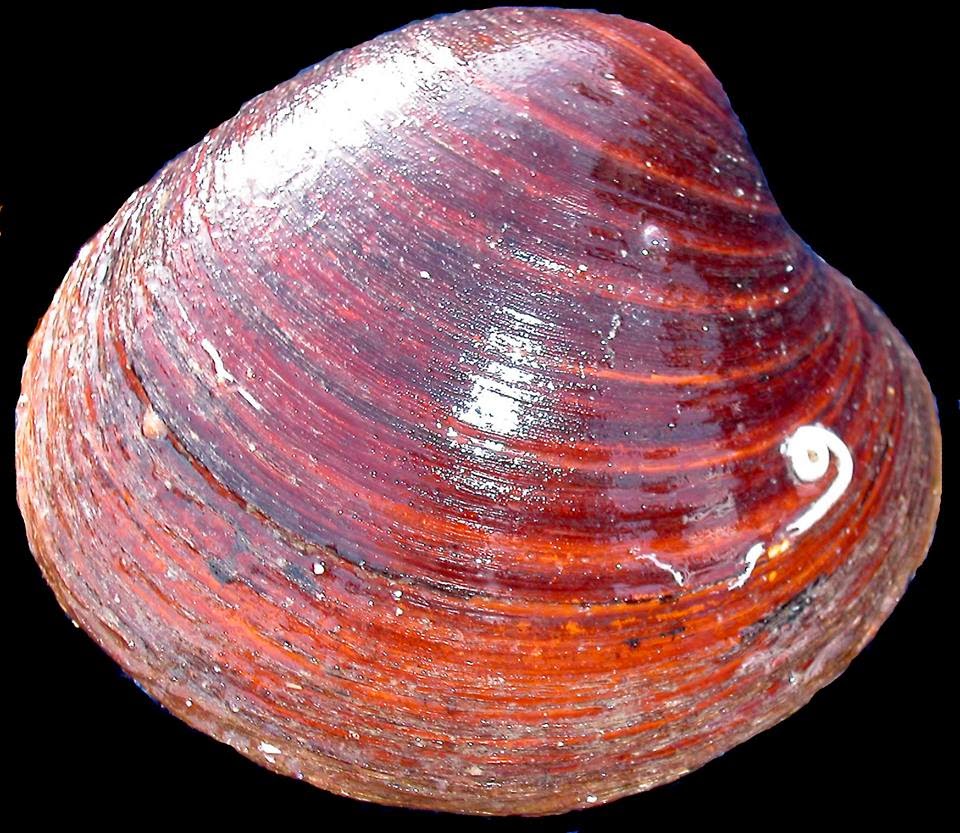 -: მოლუსკები Molluscus
