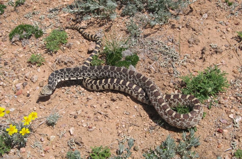 ¡Vive México, Baja California!