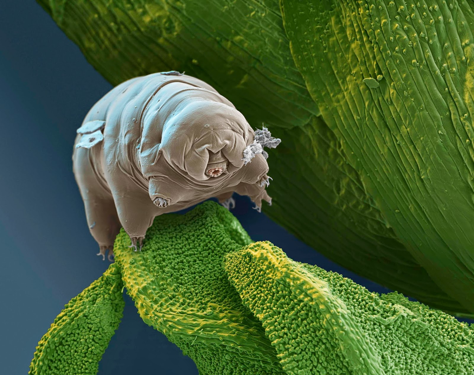 Humming Hunks: World’s Toughest Animals.