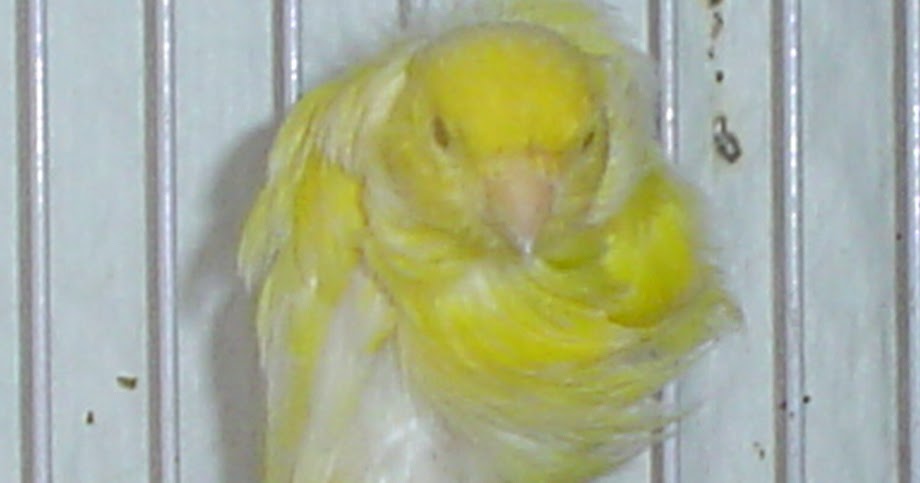 LOS CANARIOS DE POSTURA: Canarios Rizados (2)