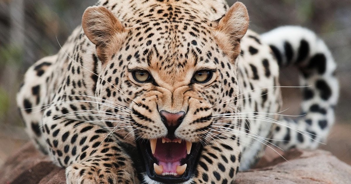 Animal Wallpapers Free High Quality Desktop, iphone and android ...