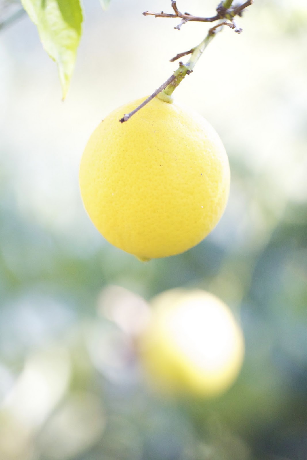 Epicurean Mom: Perfect Lemon Bars