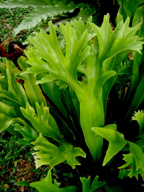 PlantWerkz: Fishtail Fern - Microsorum Punctatum Grandiceps