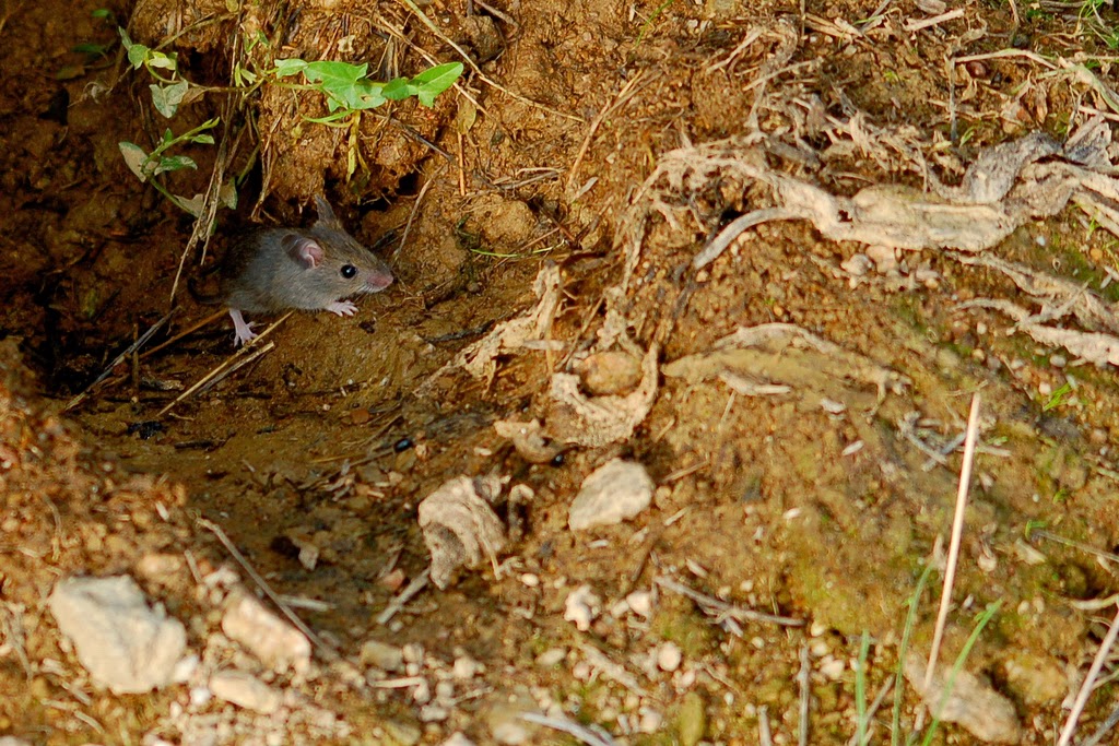 Species of UK: Week 39: Wood Mouse (‘Apodemus sylvaticus’)