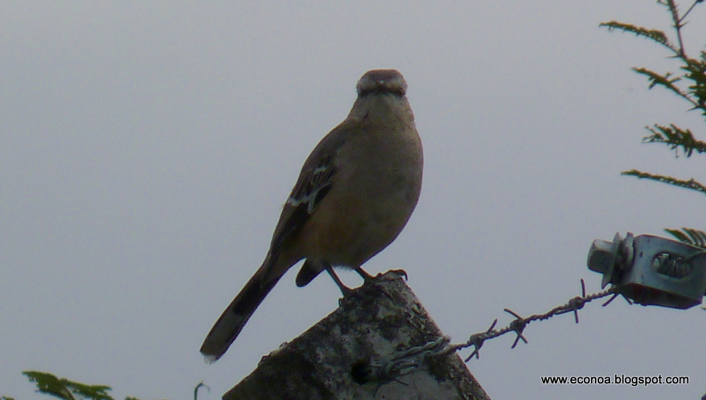 Aves del NOA y algo mas..: Calandria común