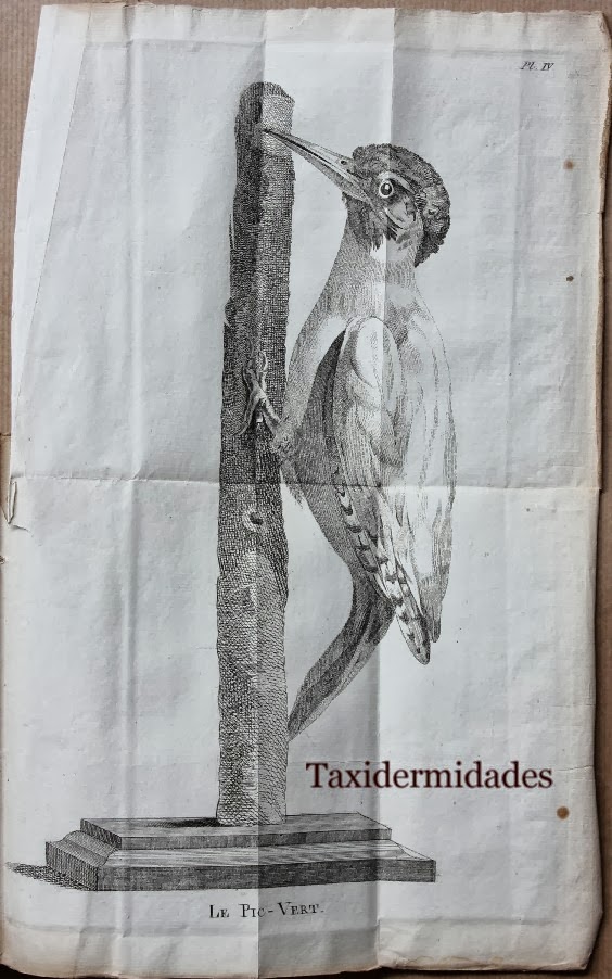 "L'art d'empailler les oiseaux" de Hénon y Mouton-Fontenille ...