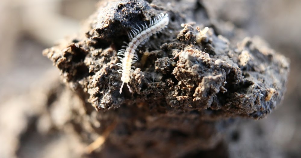 Dans les champs - Culture agricole: La faune du sol