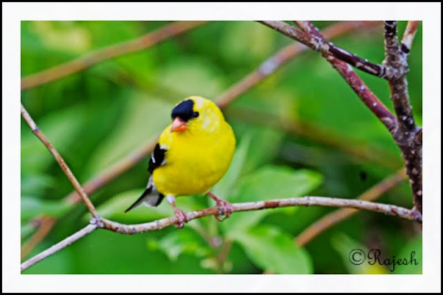 My Pics: Golden Finch