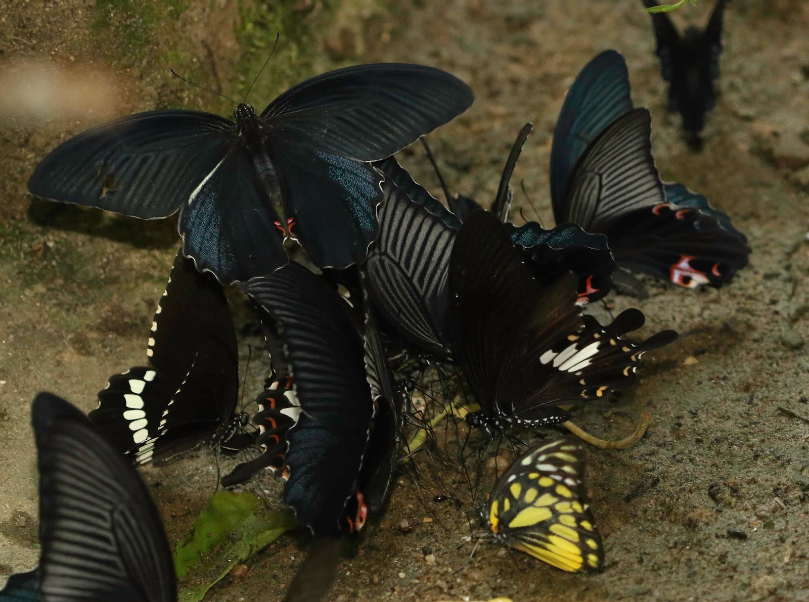 Butterflies of Vietnam: 144. Papilio protenor euprotenor (The Spangle)