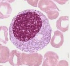 HEMATOLOGÍA: Serie Blanca